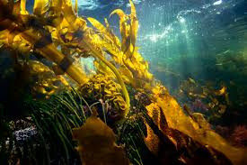 Medication | AI Care