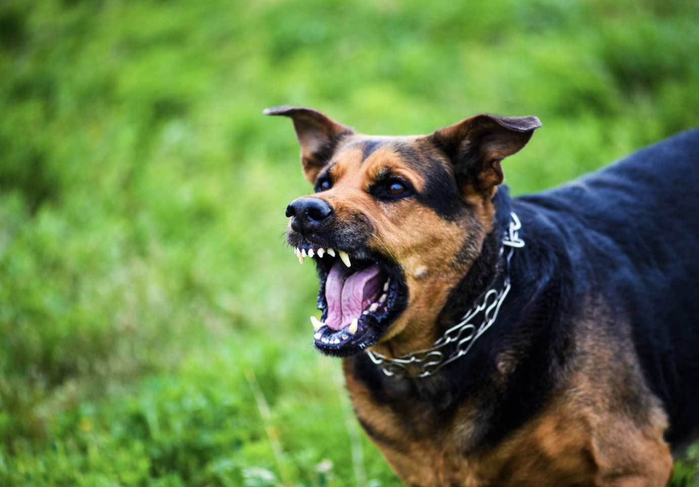 Rabies - Definition, Causes, Symptoms, and Treatment | AI Care